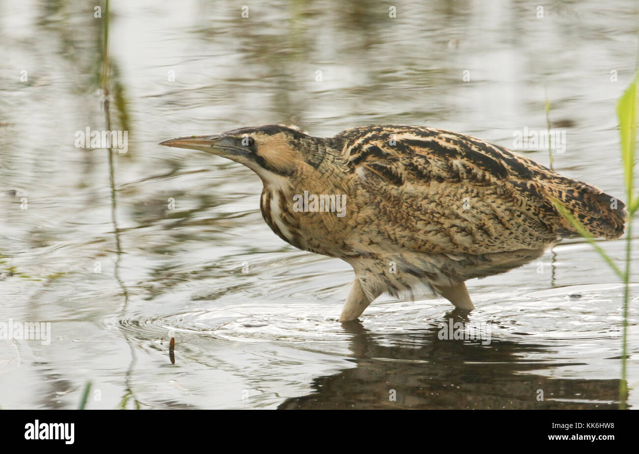 A rare Bittern (Botaurus stellaris) crossing the channel in a reed bed ...
