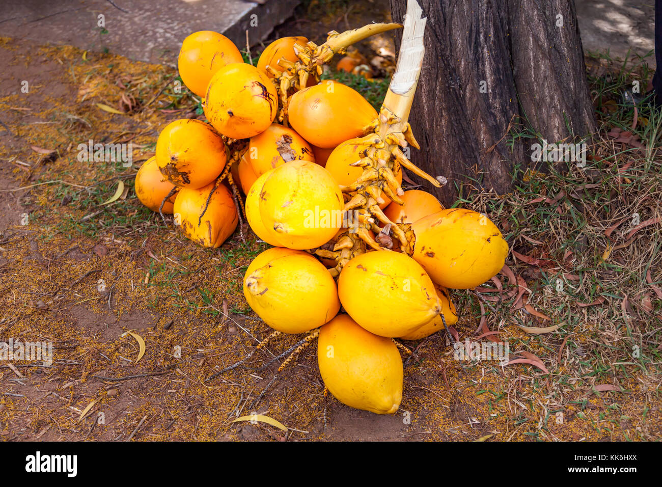 King coconut bunches laying on the ground at Sri Lanka Stock Photo - Alamy