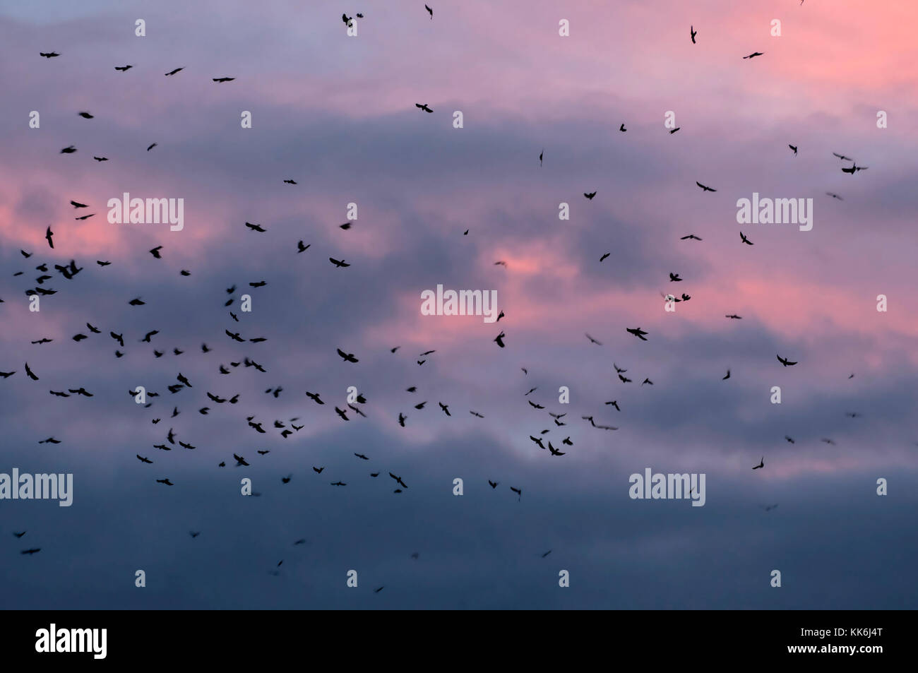 Sky crows hi-res stock photography and images - Alamy