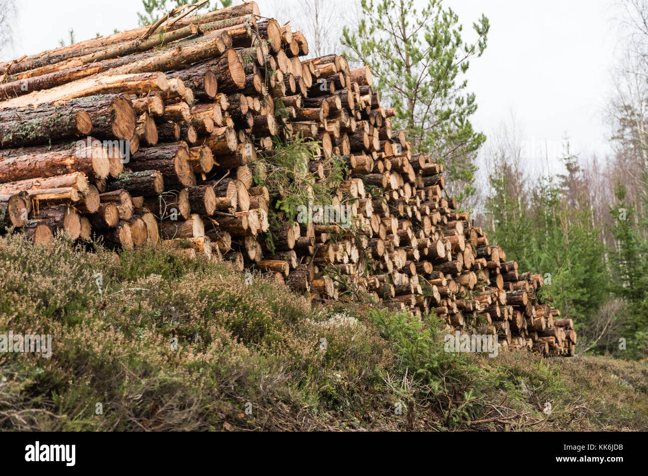 Thinning In A Pine Forest High Resolution Stock Photography and Images ...