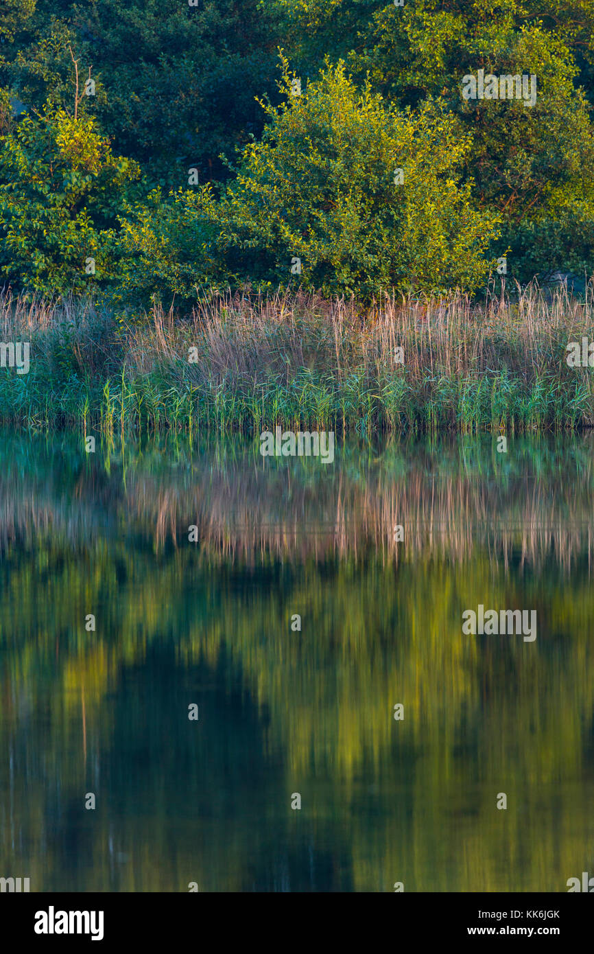 Reflection, Dyrehaven, Denmark, Europe Stock Photo - Alamy