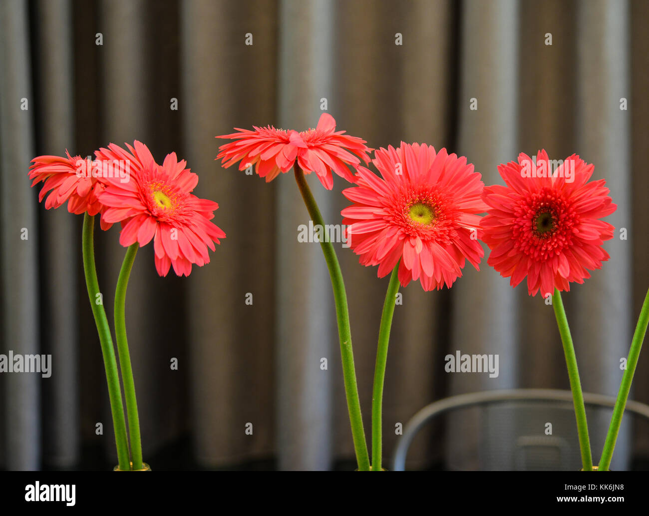 Gerbera flowers for decorations with curtain background Stock Photo - Alamy