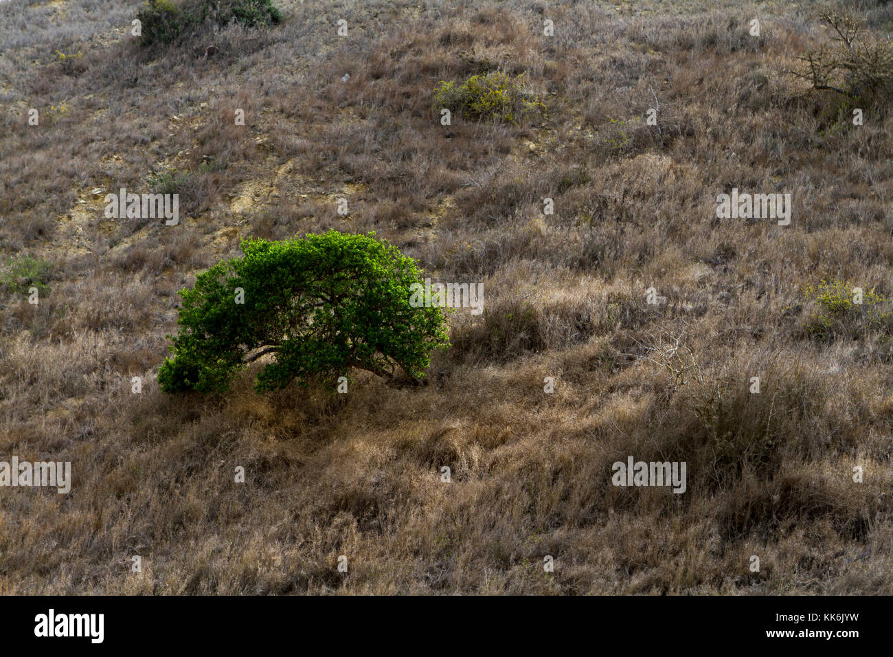 Angola Tree High Resolution Stock Photography and Images - Alamy