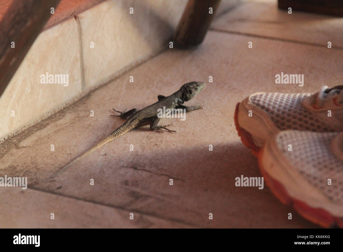 Lizard on tiles near a pair of running shoes Stock Photo - Alamy