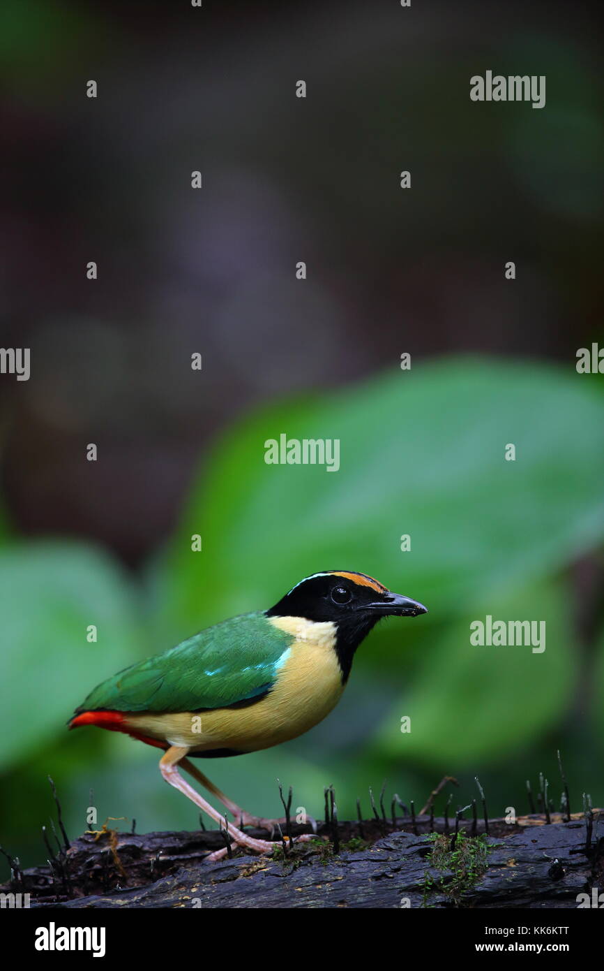 Elegant Pitta (Pitta elegans) in Lombok Island, Indonesia Stock Photo ...