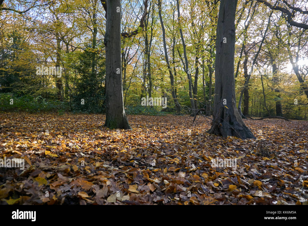 A carpet of autumn leaves with trees backlit by the afternoon sun ...