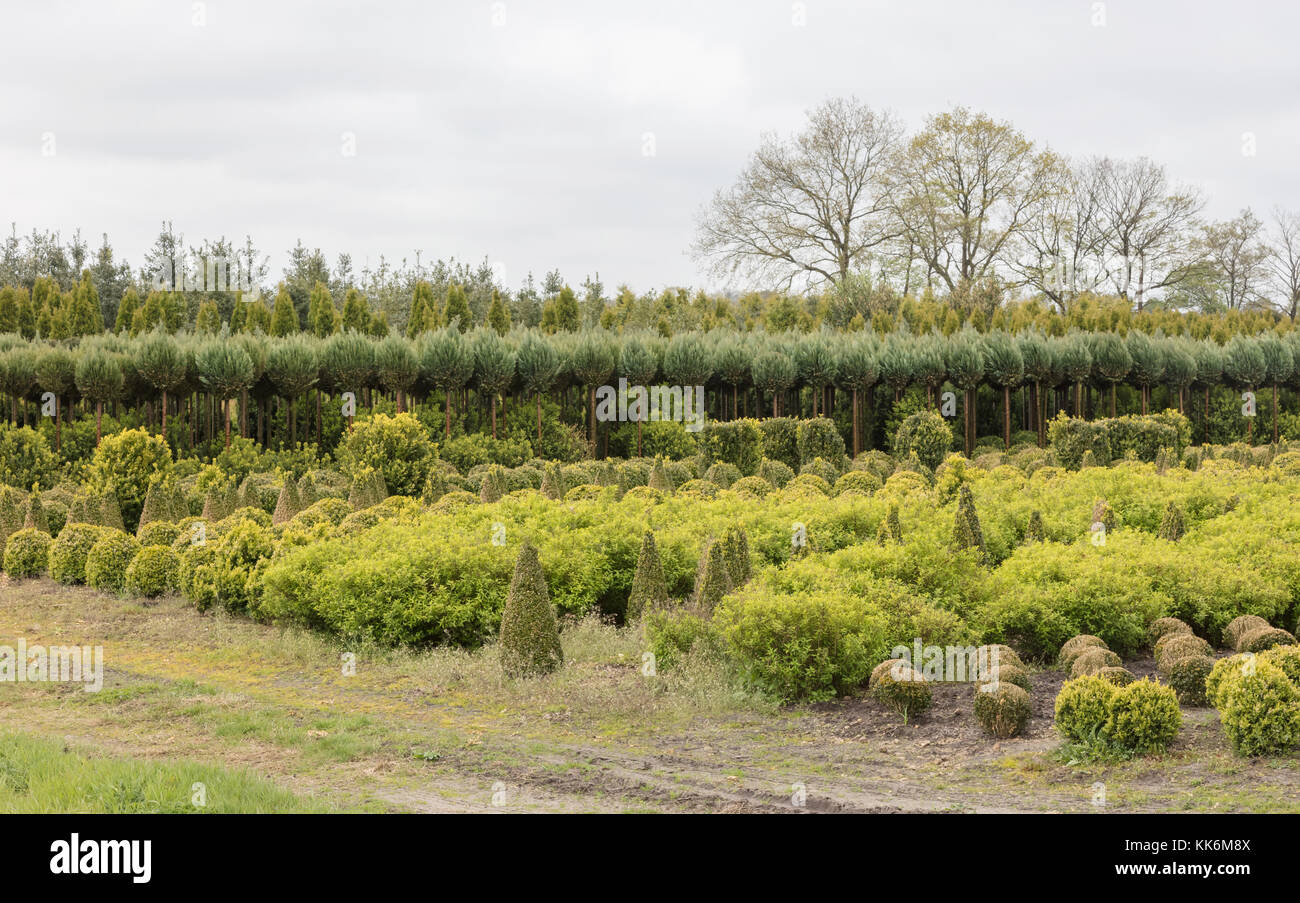 Plantation in the Netherlands - Growing trees for selling Stock Photo ...