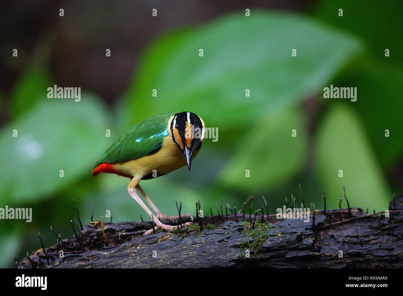 Elegant Pitta (Pitta elegans) in Lombok Island, Indonesia Stock Photo ...
