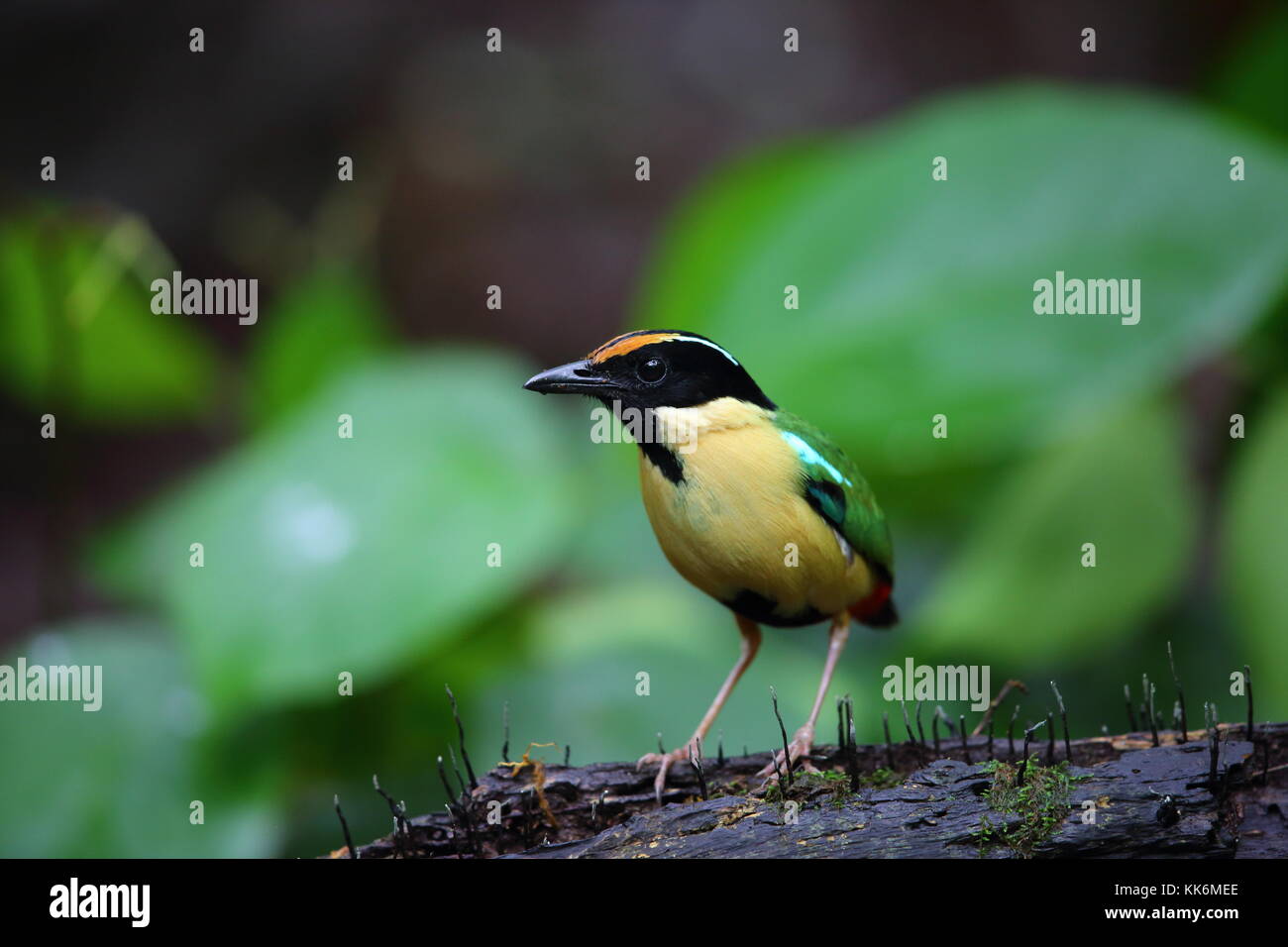 Elegant Pitta (Pitta elegans) in Lombok Island, Indonesia Stock Photo ...