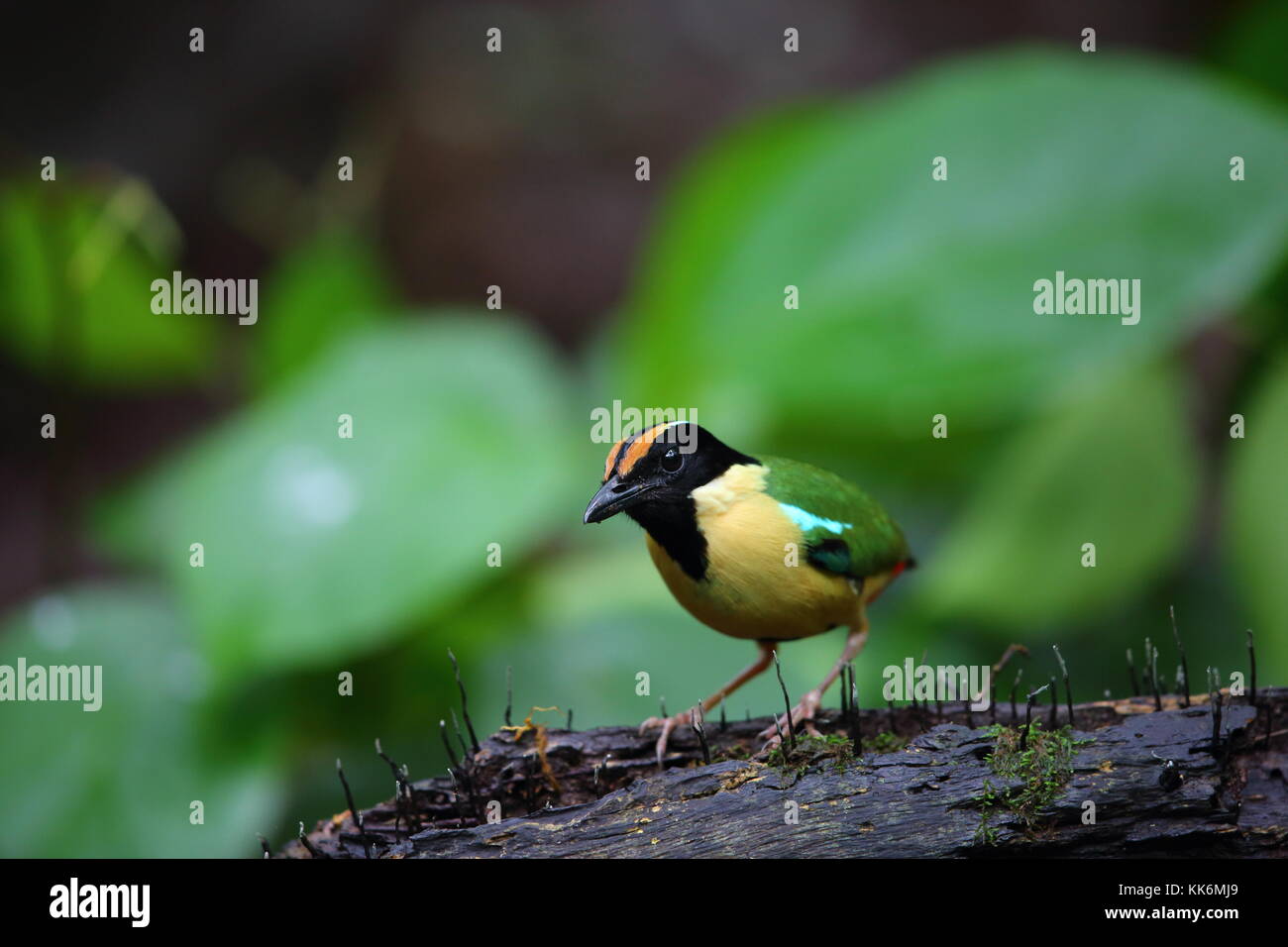 Elegant Pitta (Pitta elegans) in Lombok Island, Indonesia Stock Photo ...