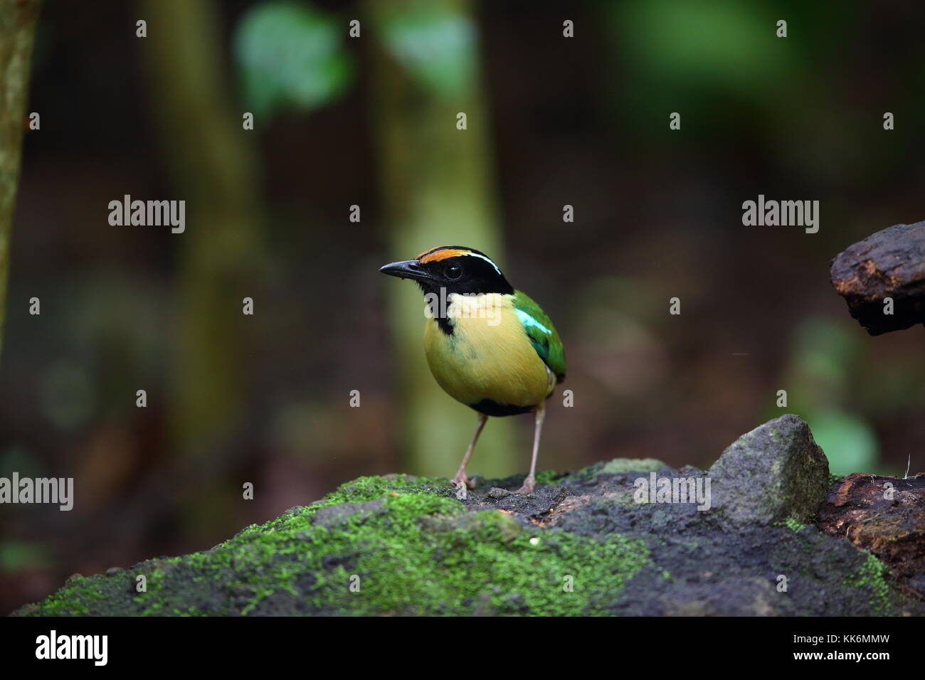 Elegant Pitta (Pitta elegans) in Lombok Island, Indonesia Stock Photo ...