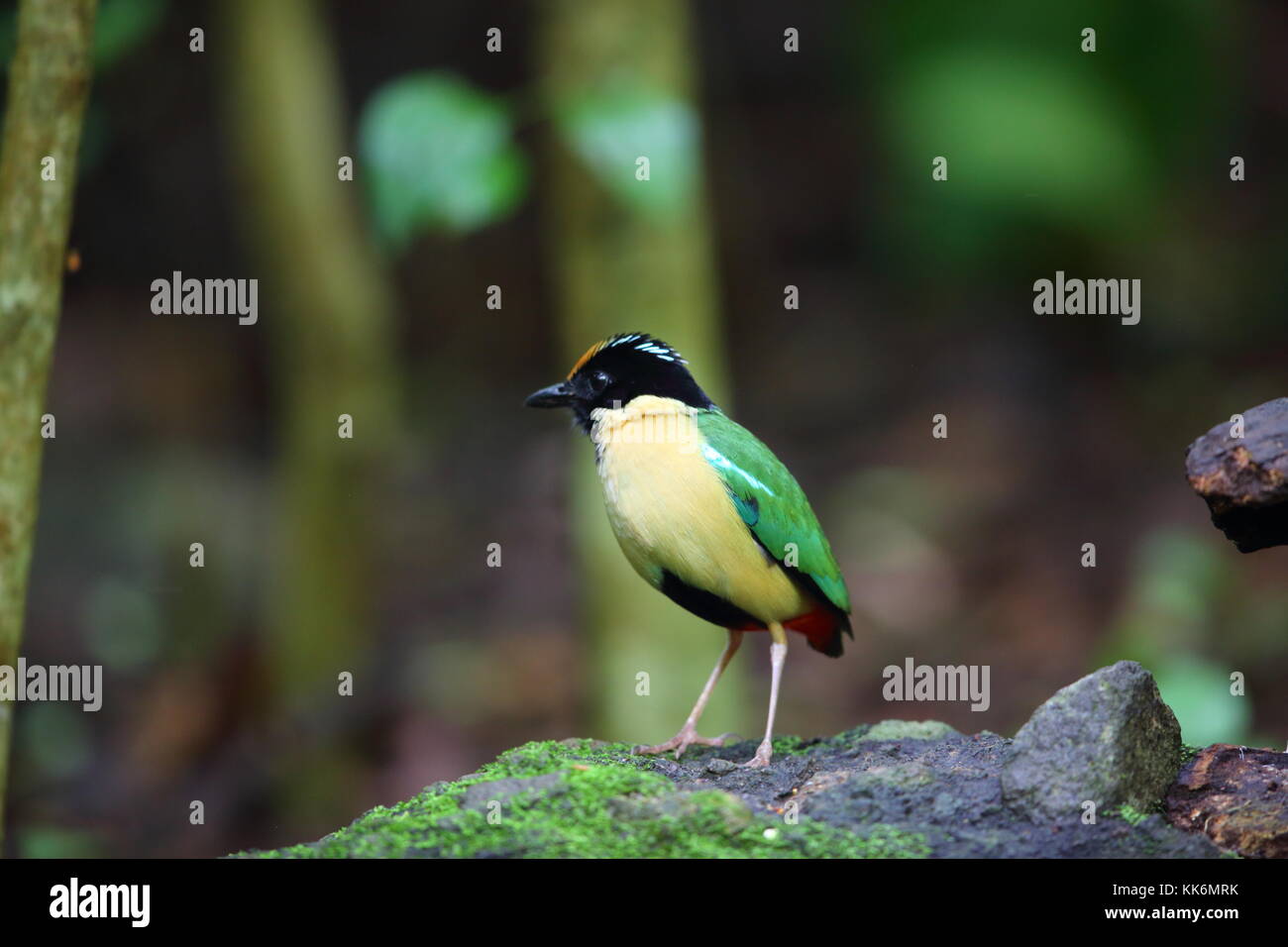 Elegant Pitta (Pitta elegans) in Lombok Island, Indonesia Stock Photo ...