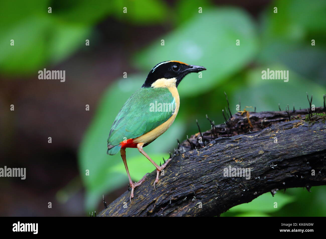 Elegant Pitta (Pitta elegans) in Lombok Island, Indonesia Stock Photo ...
