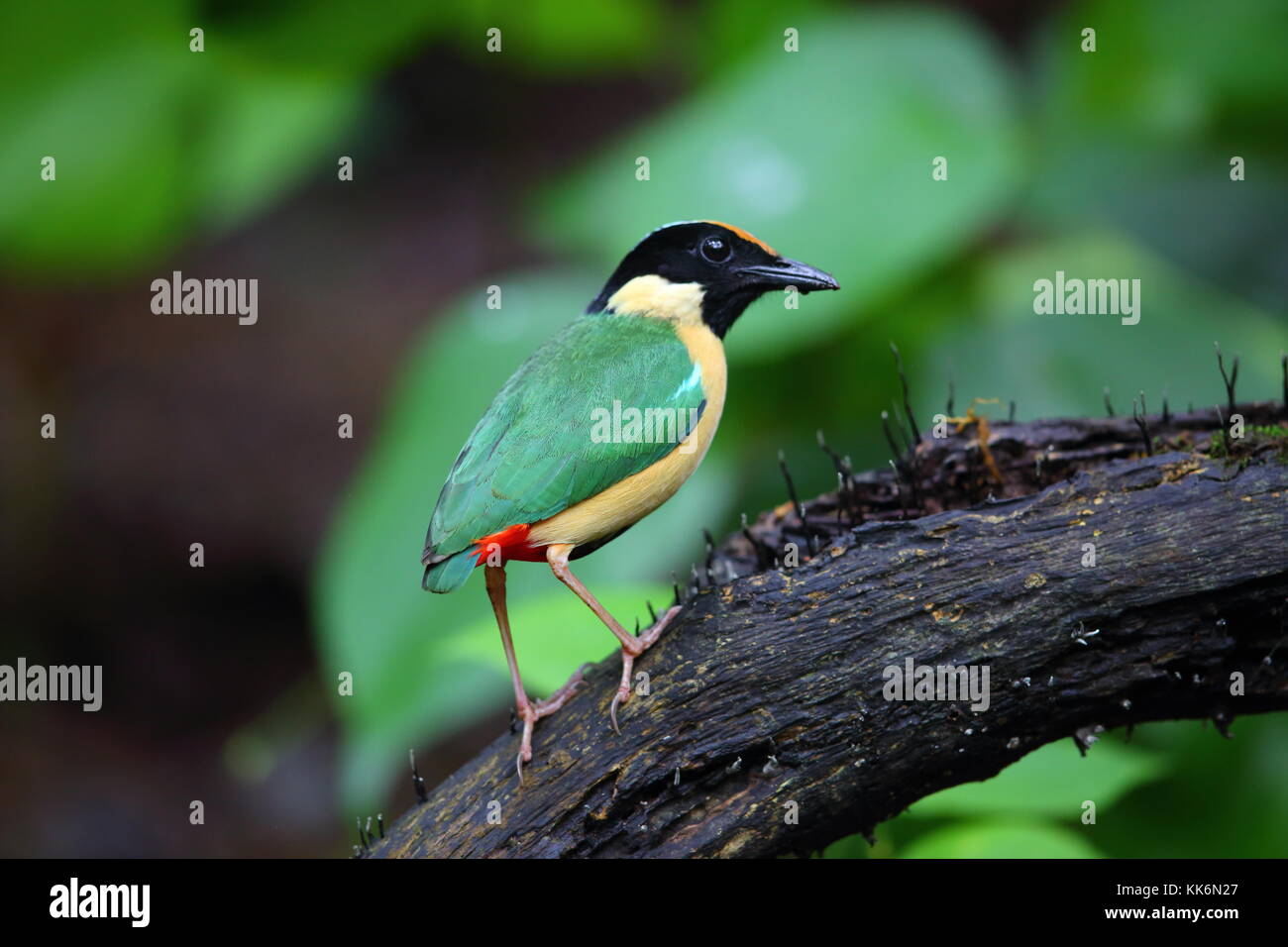 Elegant Pitta (Pitta elegans) in Lombok Island, Indonesia Stock Photo ...