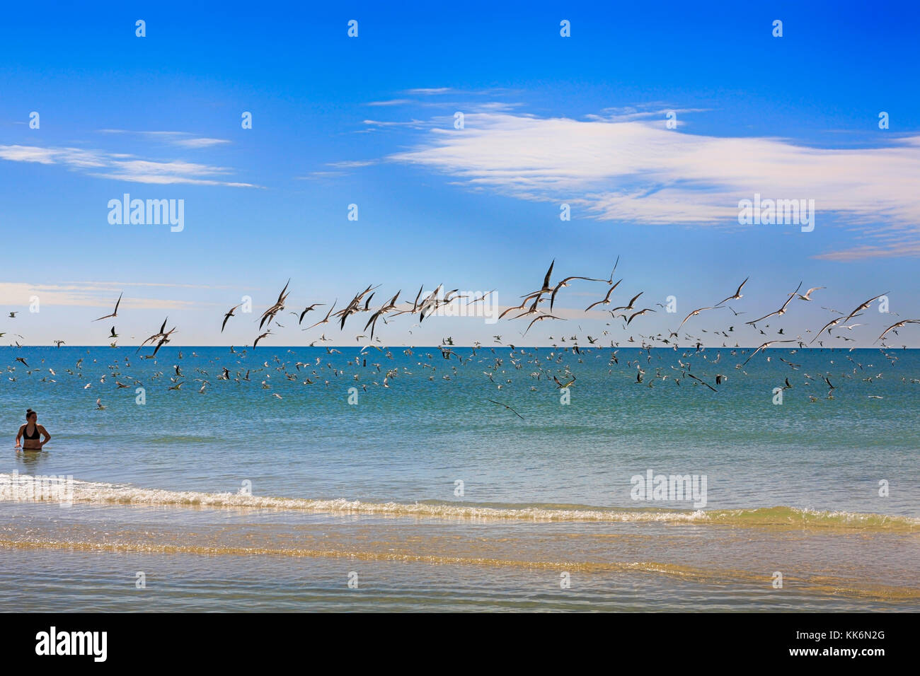 Flock of Royal Tern birds fly over people on Siesta Beach on Siesta Key ...