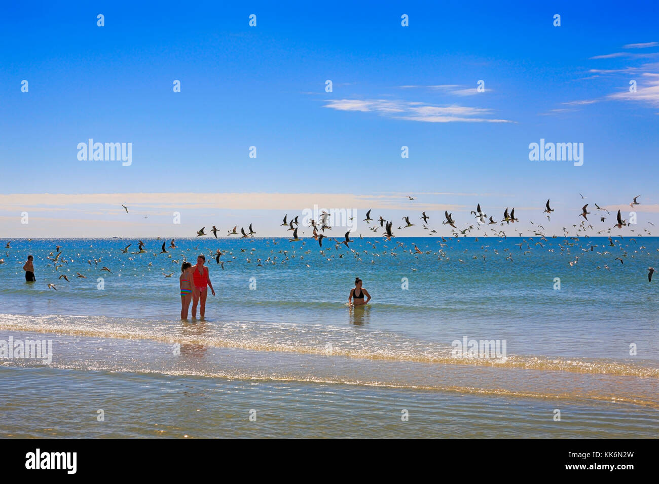Flock of Royal Tern birds fly over people on Siesta Beach on Siesta Key ...