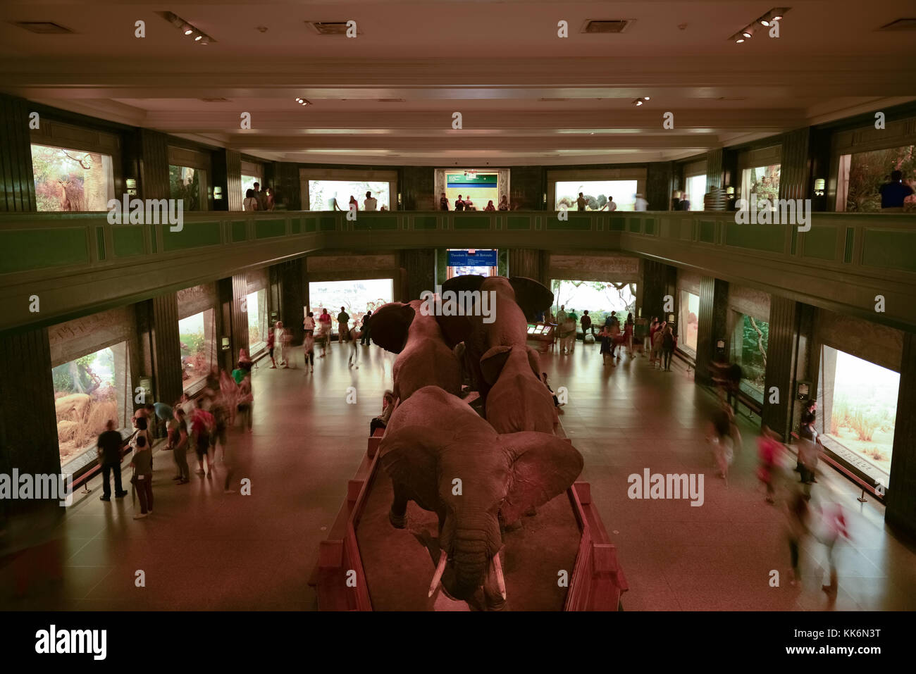 New York City - June 9, 2012: Elephant exhibit in the American Museum ...