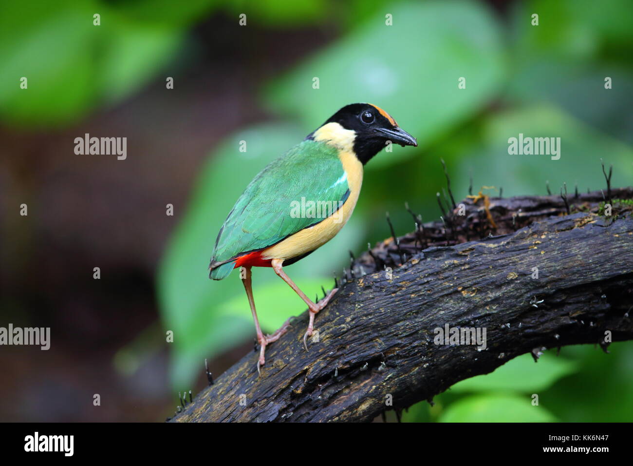 Elegant Pitta (Pitta elegans) in Lombok Island, Indonesia Stock Photo ...