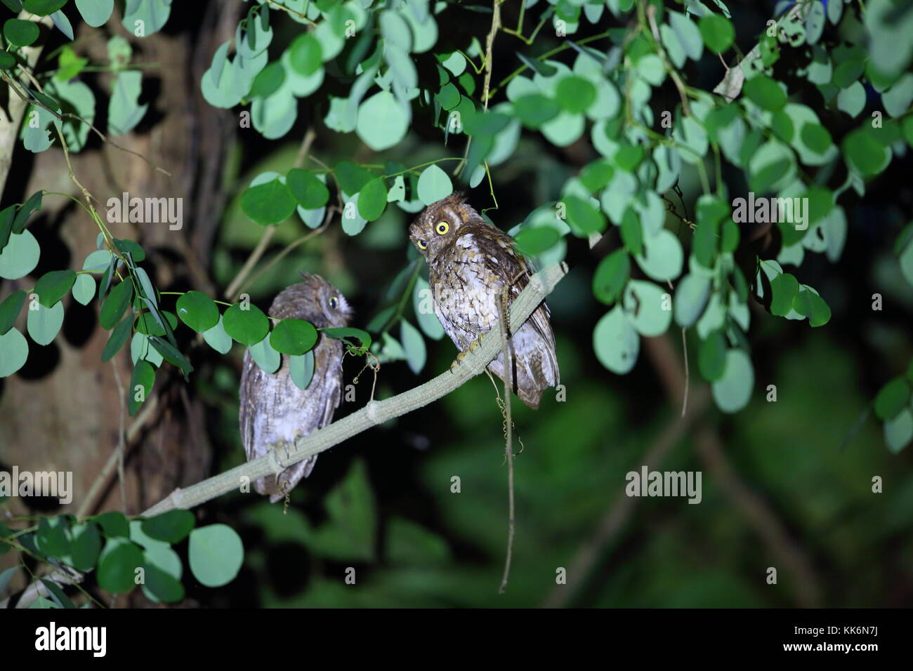 Indonesia scops owl hi-res stock photography and images - Alamy
