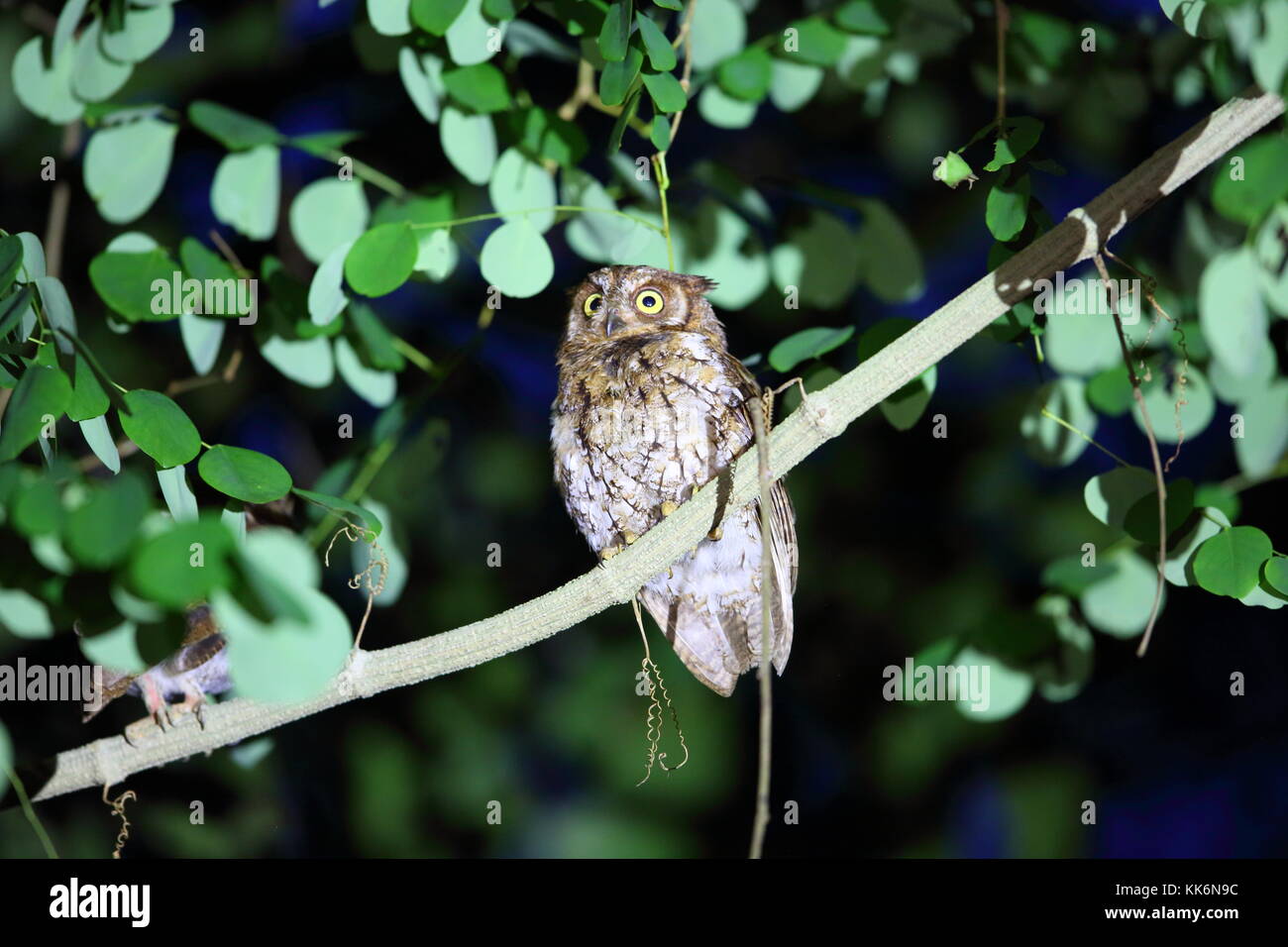 Indonesia scops owl hi-res stock photography and images - Alamy