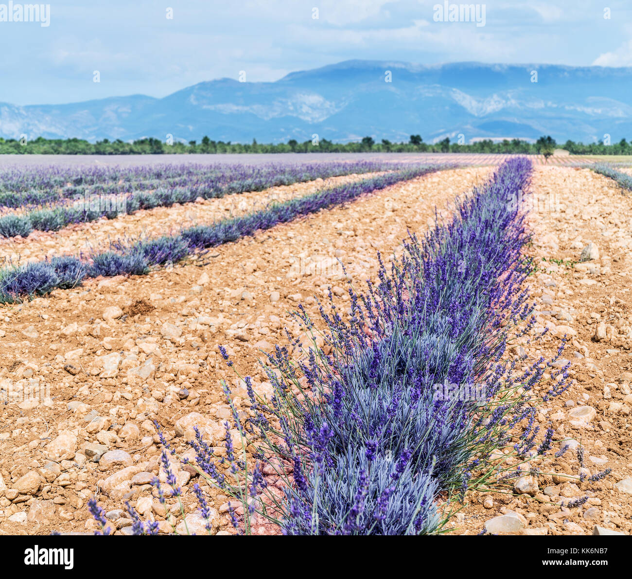 Field of young lavender flowering plants. Blue sky at the background ...