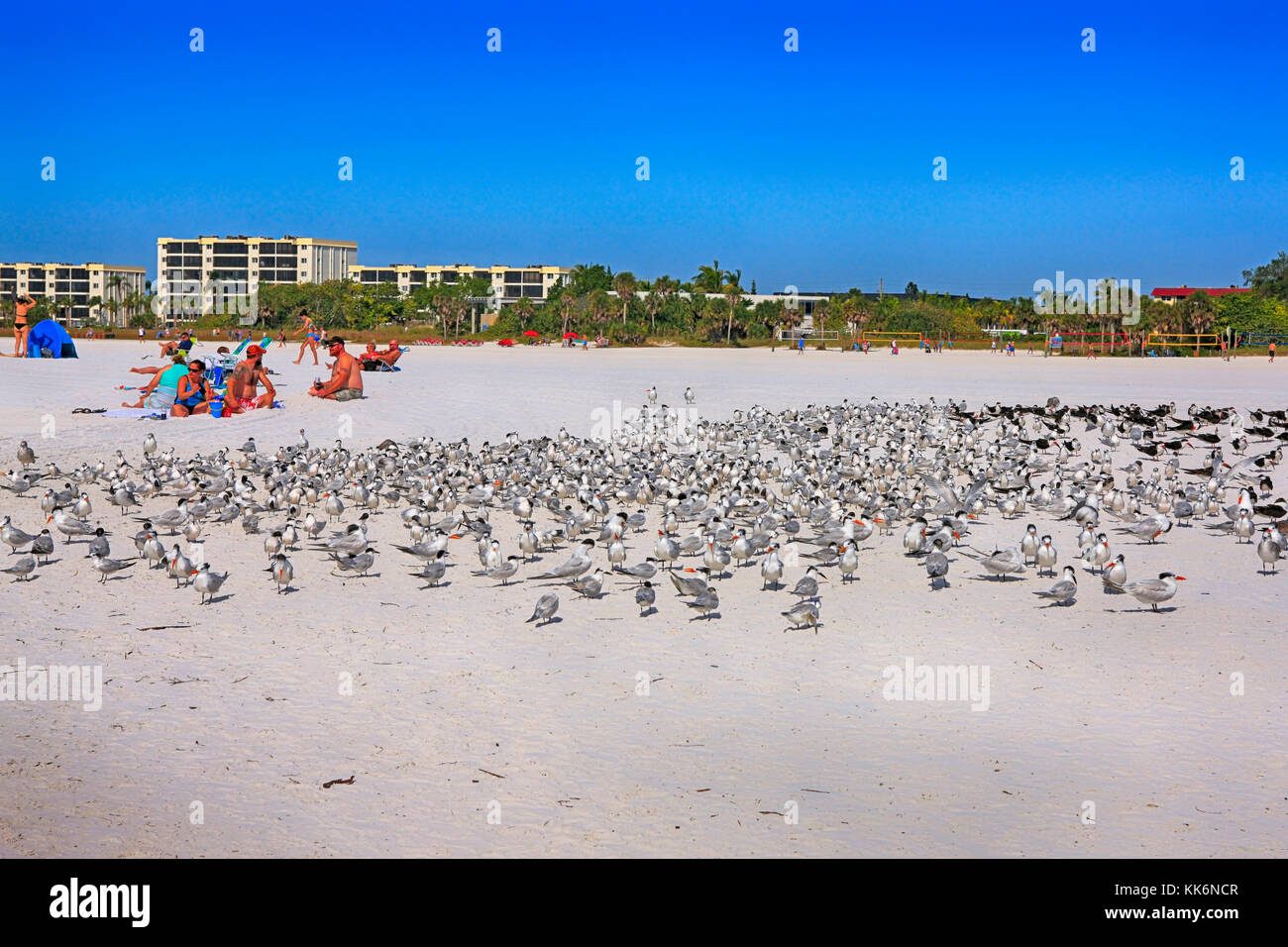 Large flock of Royal Tern birds on Siesta Beach on Siesta Key Island in ...