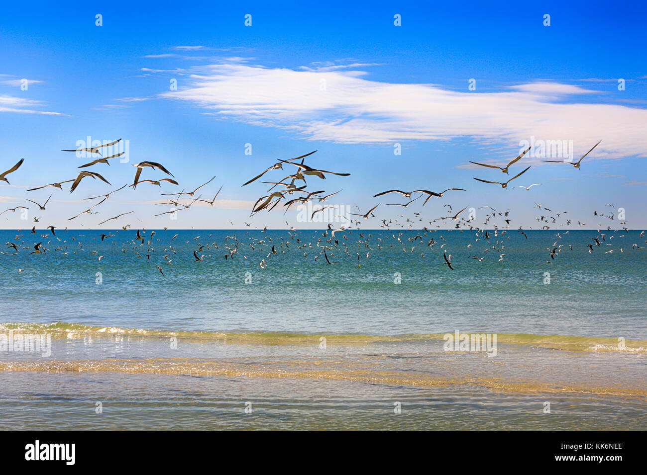 Large flock of Royal Tern birds fly over Siesta Beach on Siesta Key ...