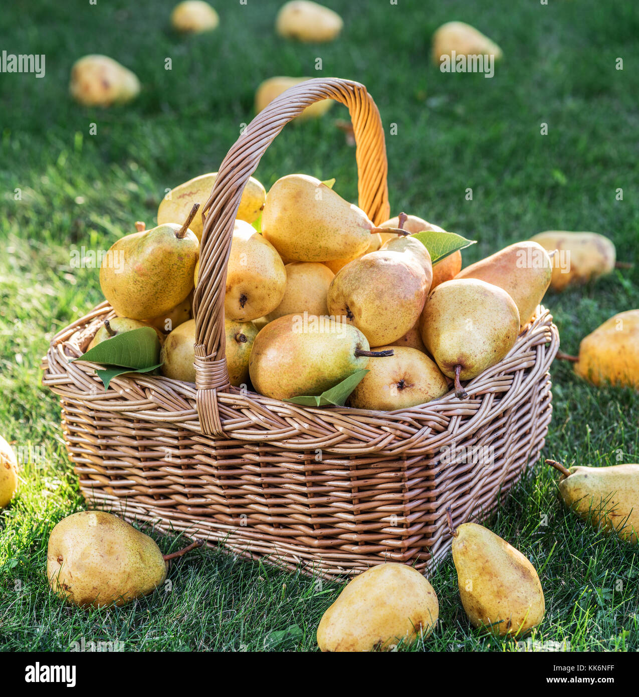 Ripe pears in the basket on the green grass Stock Photo - Alamy