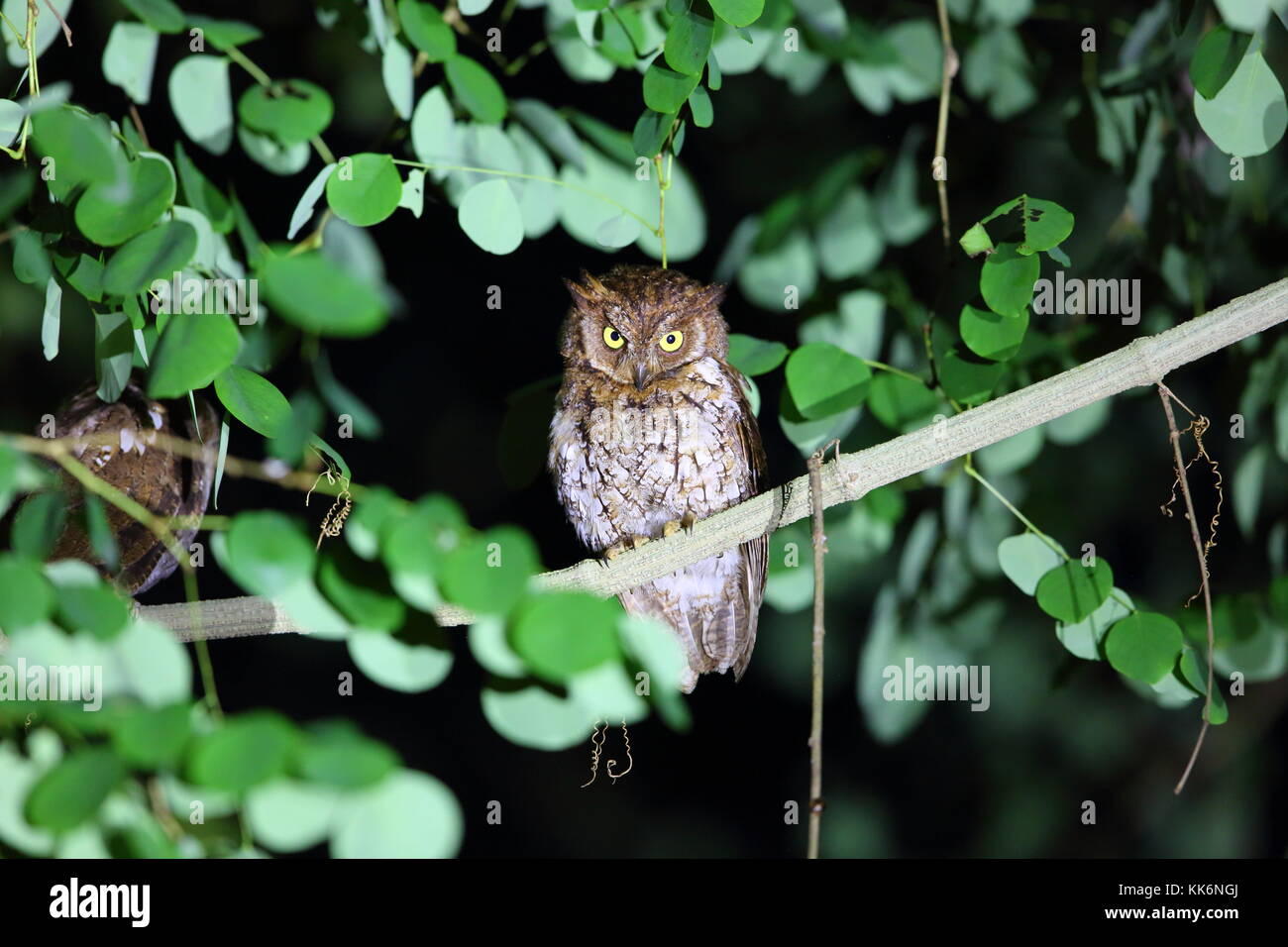 Indonesia scops owl hi-res stock photography and images - Alamy