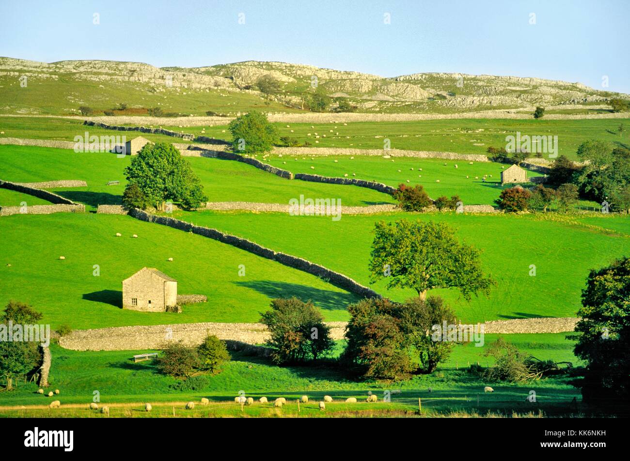 Pennine farm landscape with fields, stone walls and barns near ...