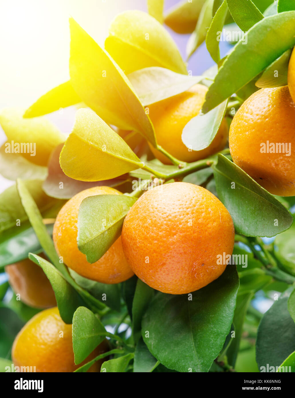 Ripe tangerine fruits on the tree in the sunlight Stock Photo - Alamy
