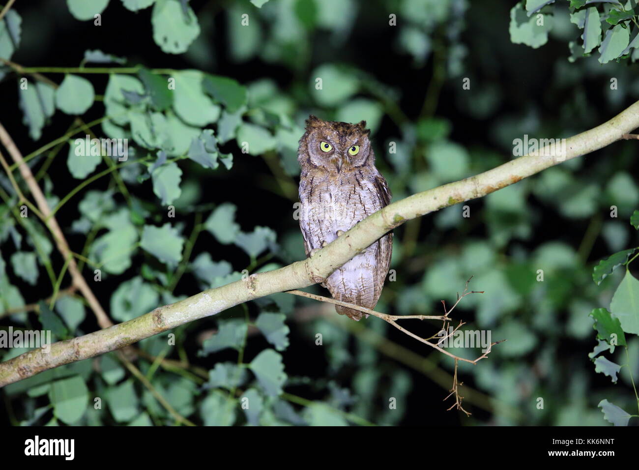 Rinjani Scops owl (Otus jolandae) in Lombok Island, Indonesia Stock ...