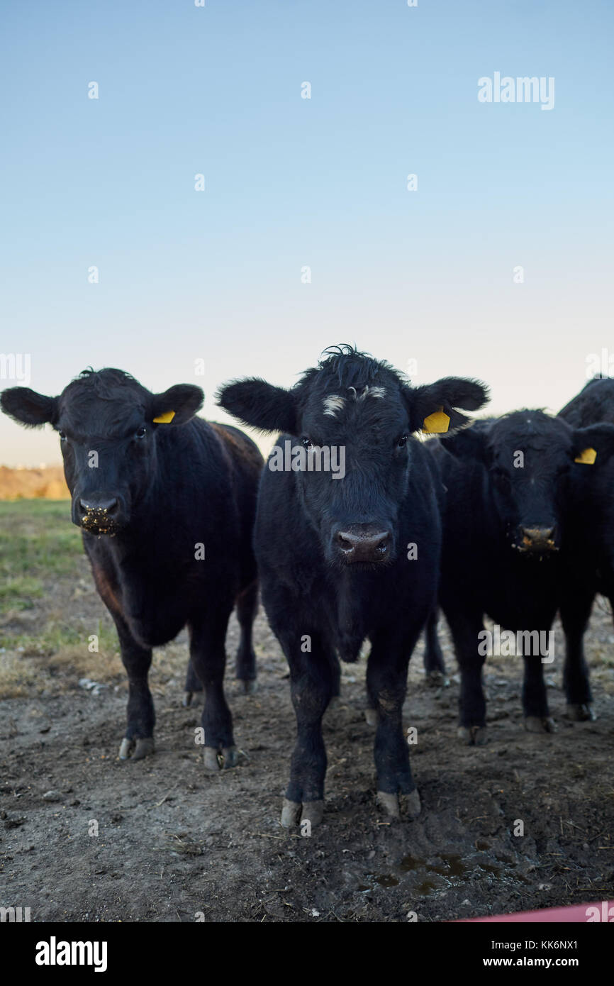 Black beef cows hi-res stock photography and images - Alamy