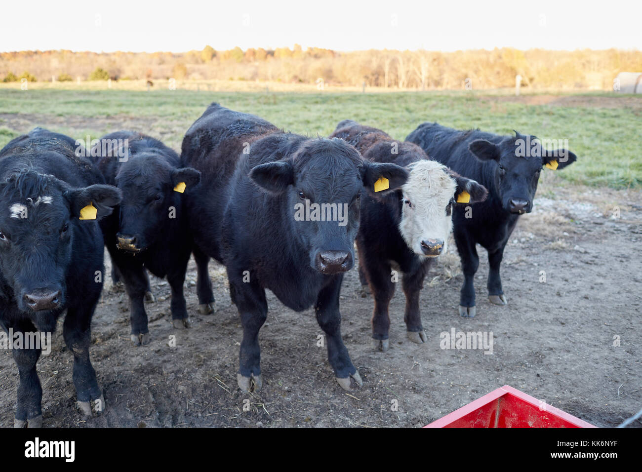 Five inquisitive cows hi-res stock photography and images - Alamy