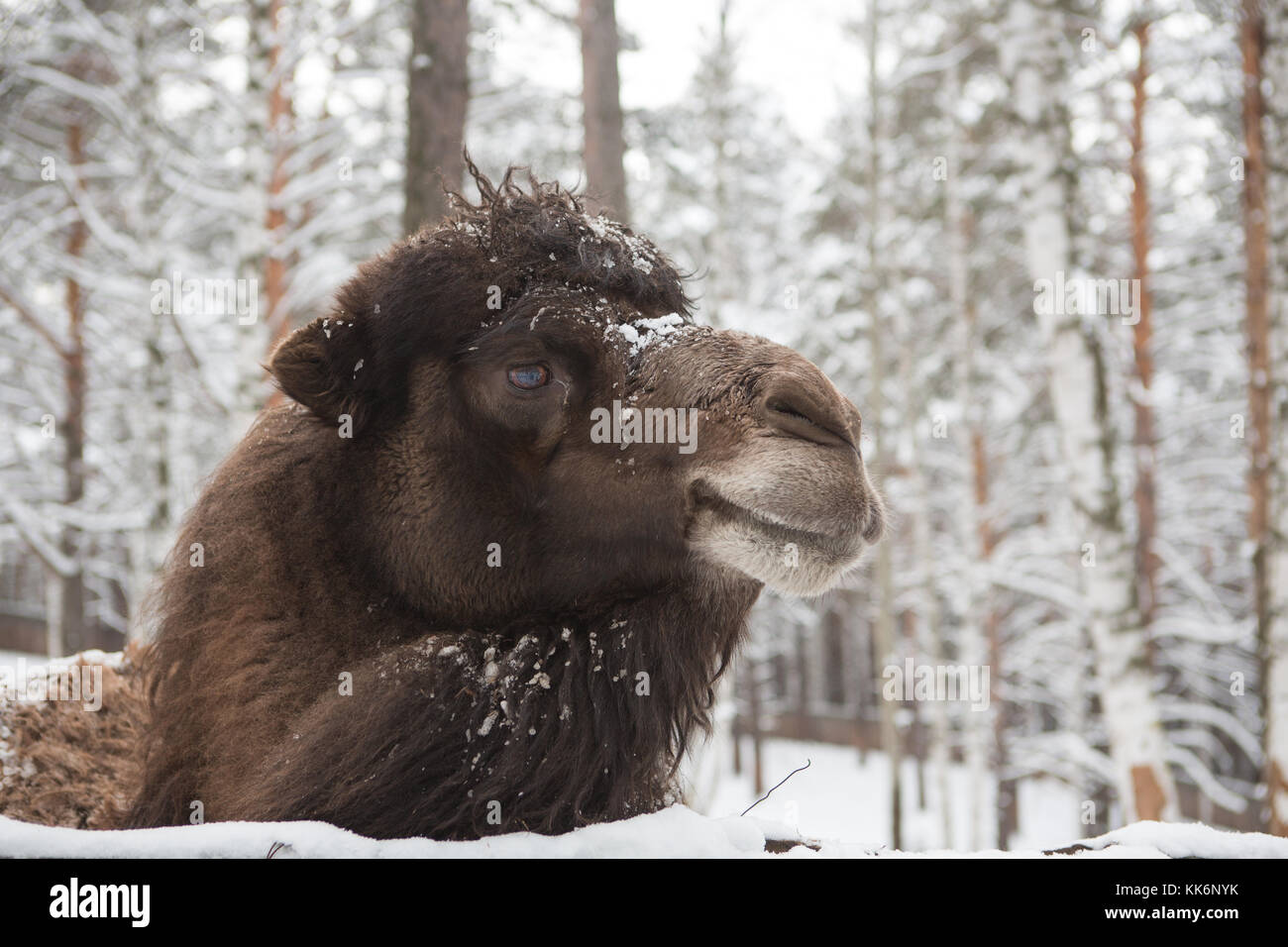 Camel Snow High Resolution Stock Photography and Images - Alamy