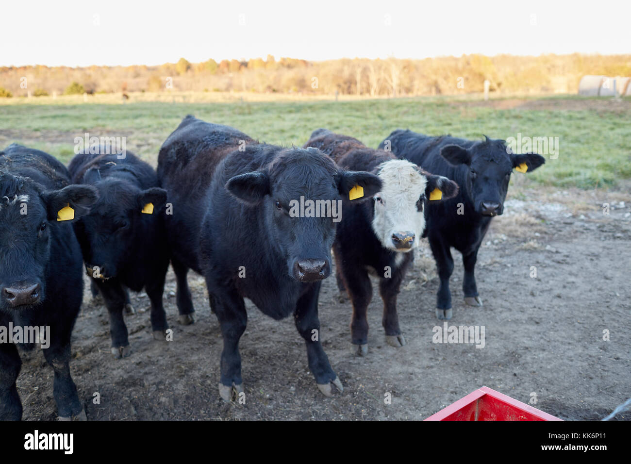 Five inquisitive cows hi-res stock photography and images - Alamy