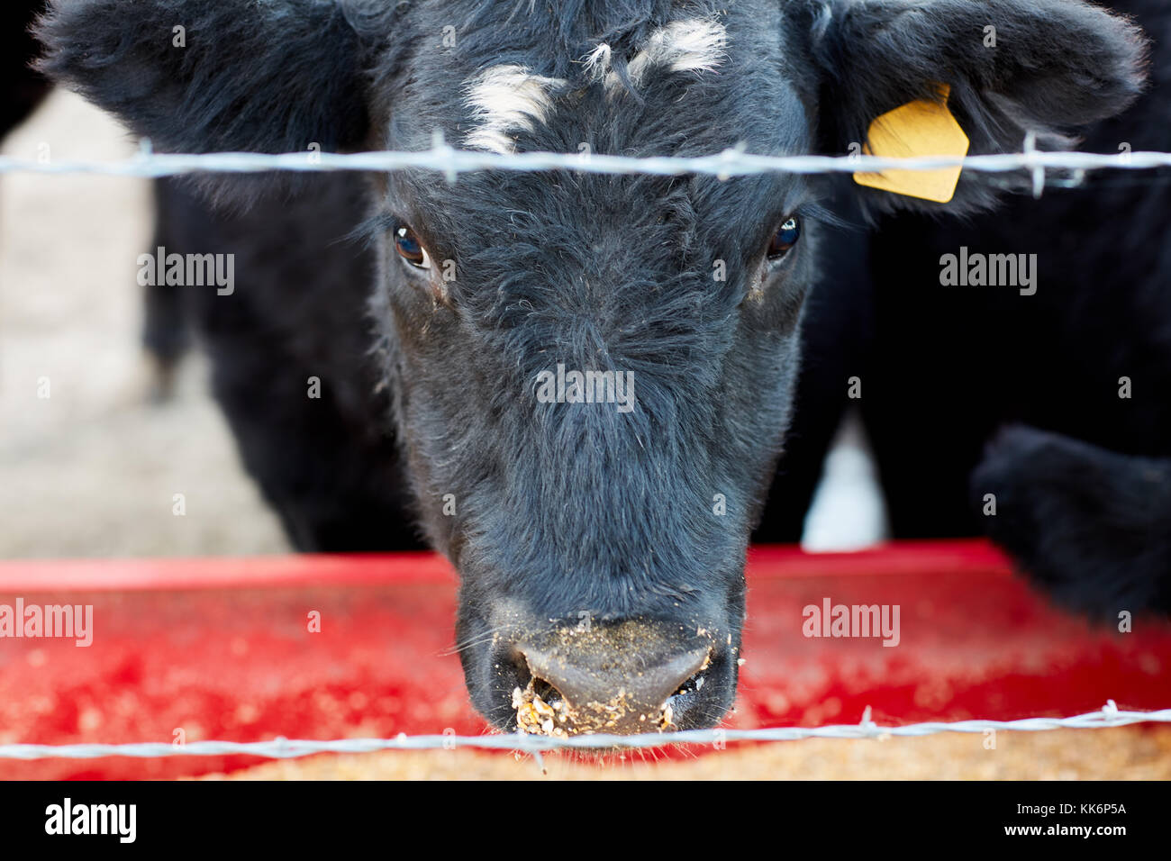 Black cow feeding on dry animal feed in a red metal trough looking up ...