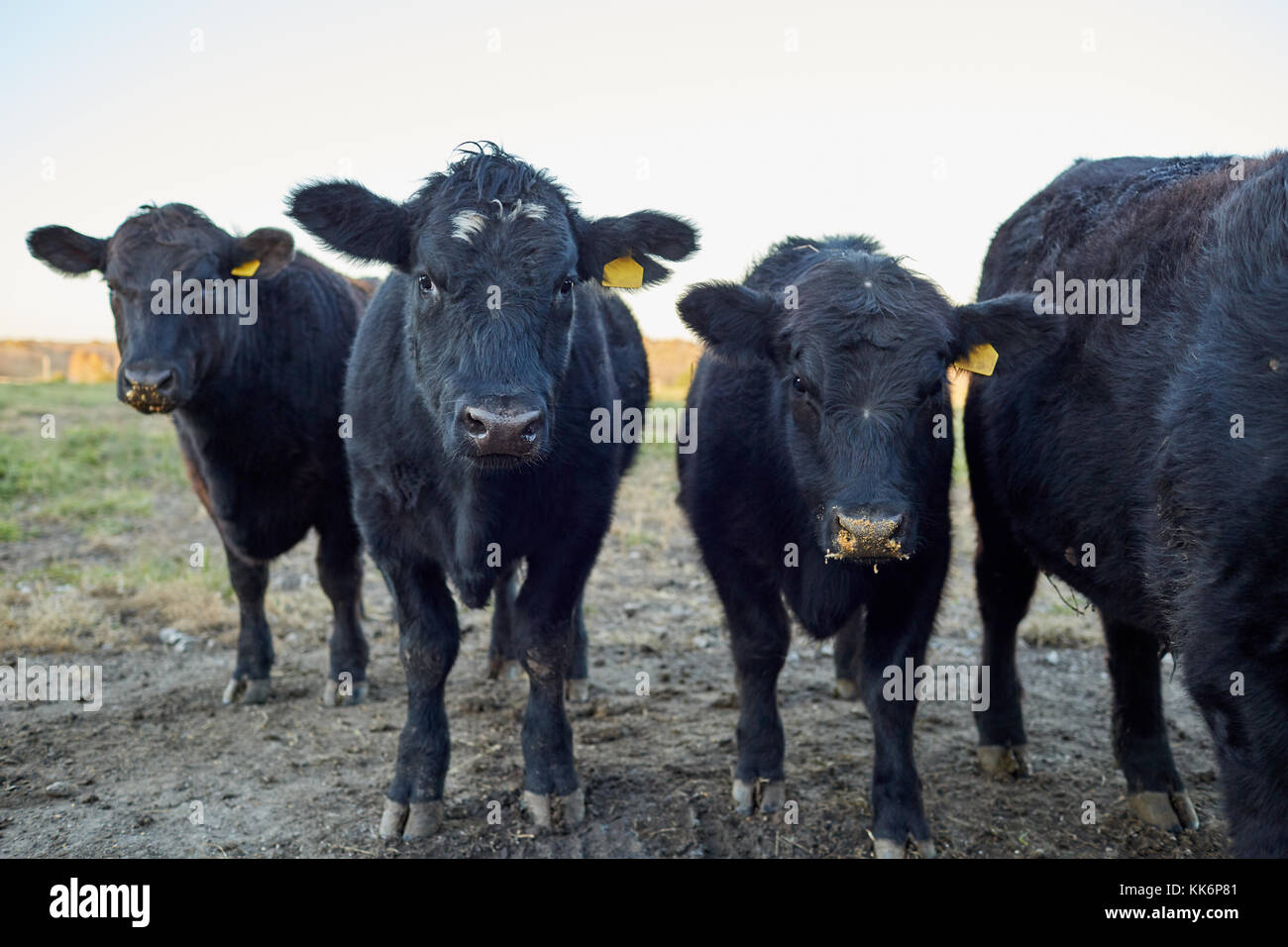 herd of docile curious black cows standing facing the camera in a row ...