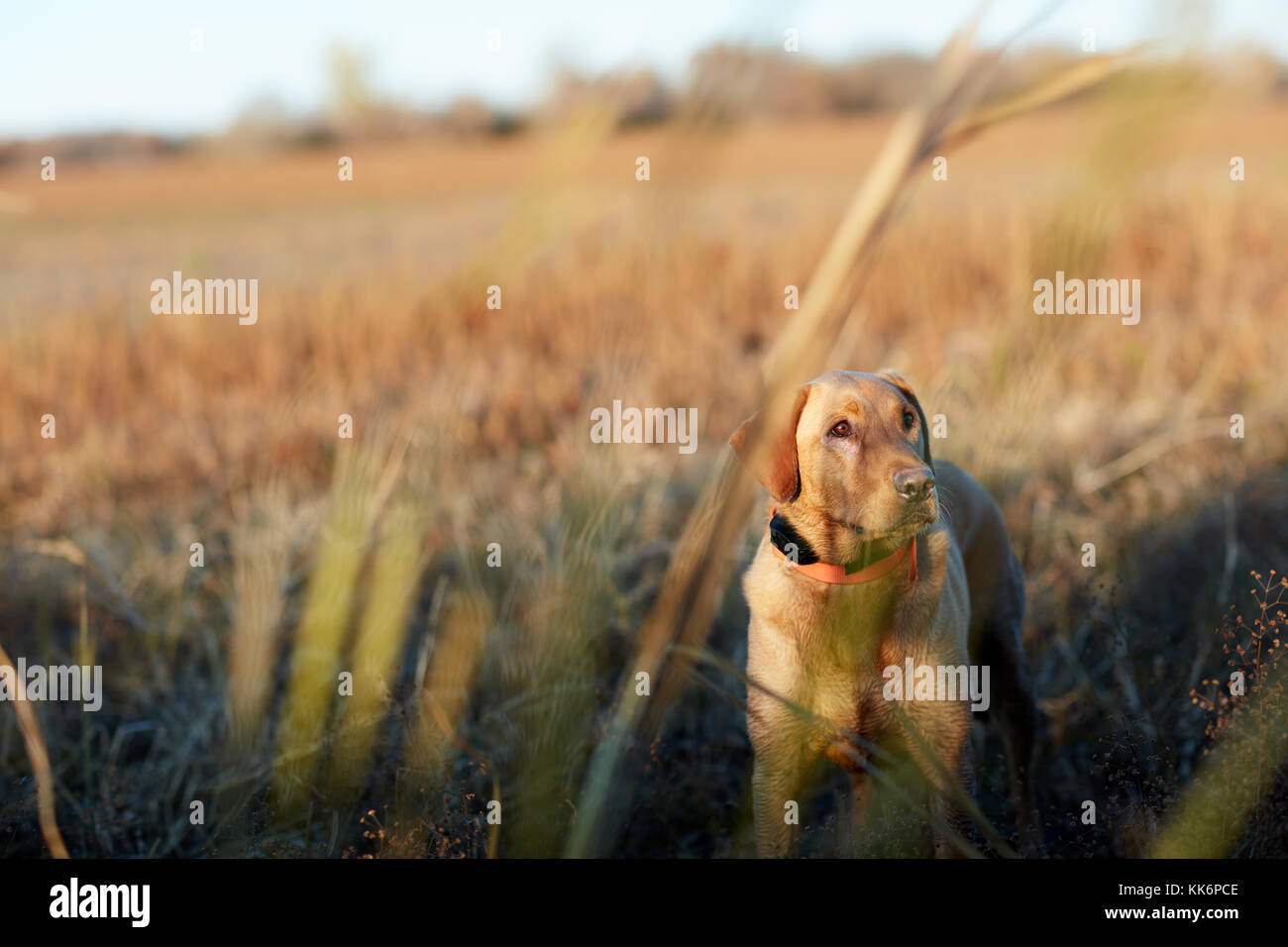Labrador retriever on shoot hi-res stock photography and images - Alamy