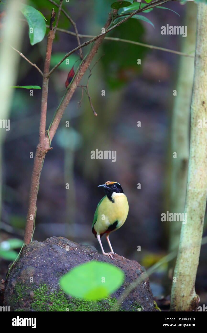 Elegant Pitta (Pitta elegans) in Lombok Island, Indonesia Stock Photo ...