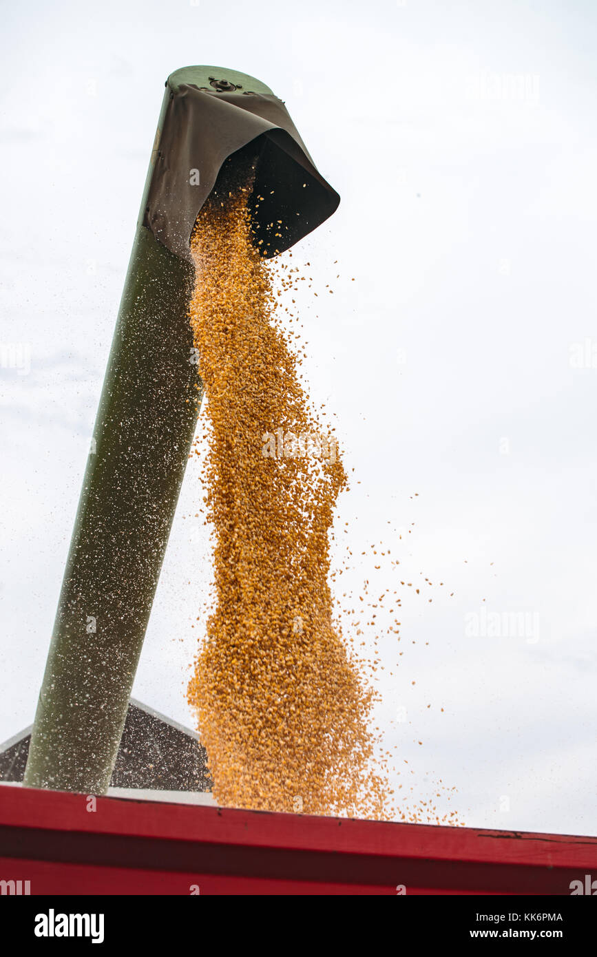 Combine pouring harvested corn grains into tractor trailer. Low angle ...