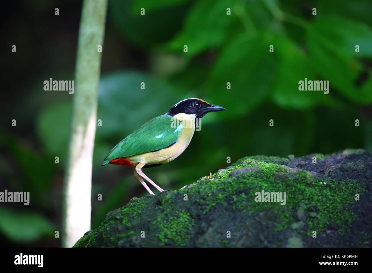 Elegant Pitta (Pitta elegans) in Lombok Island, Indonesia Stock Photo ...