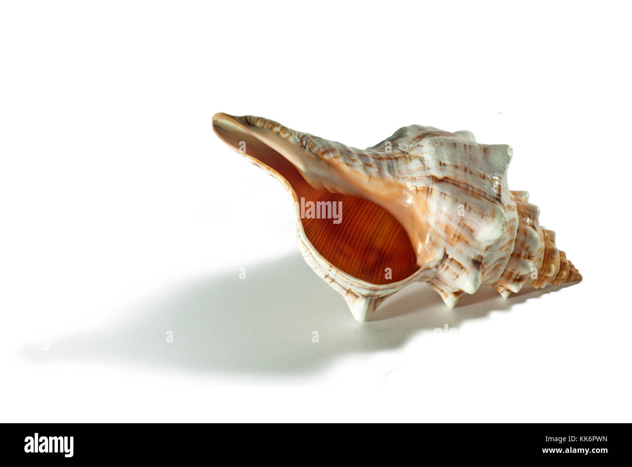 shell of a sea mollusk with picturesque bumps, pattern, stripes and ...