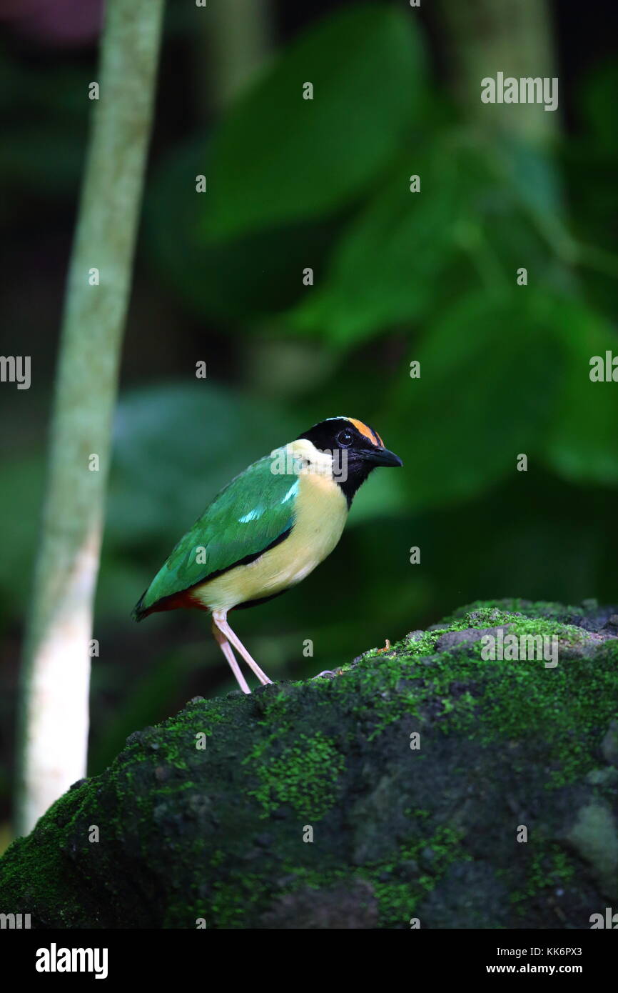 Elegant Pitta (Pitta elegans) in Lombok Island, Indonesia Stock Photo ...