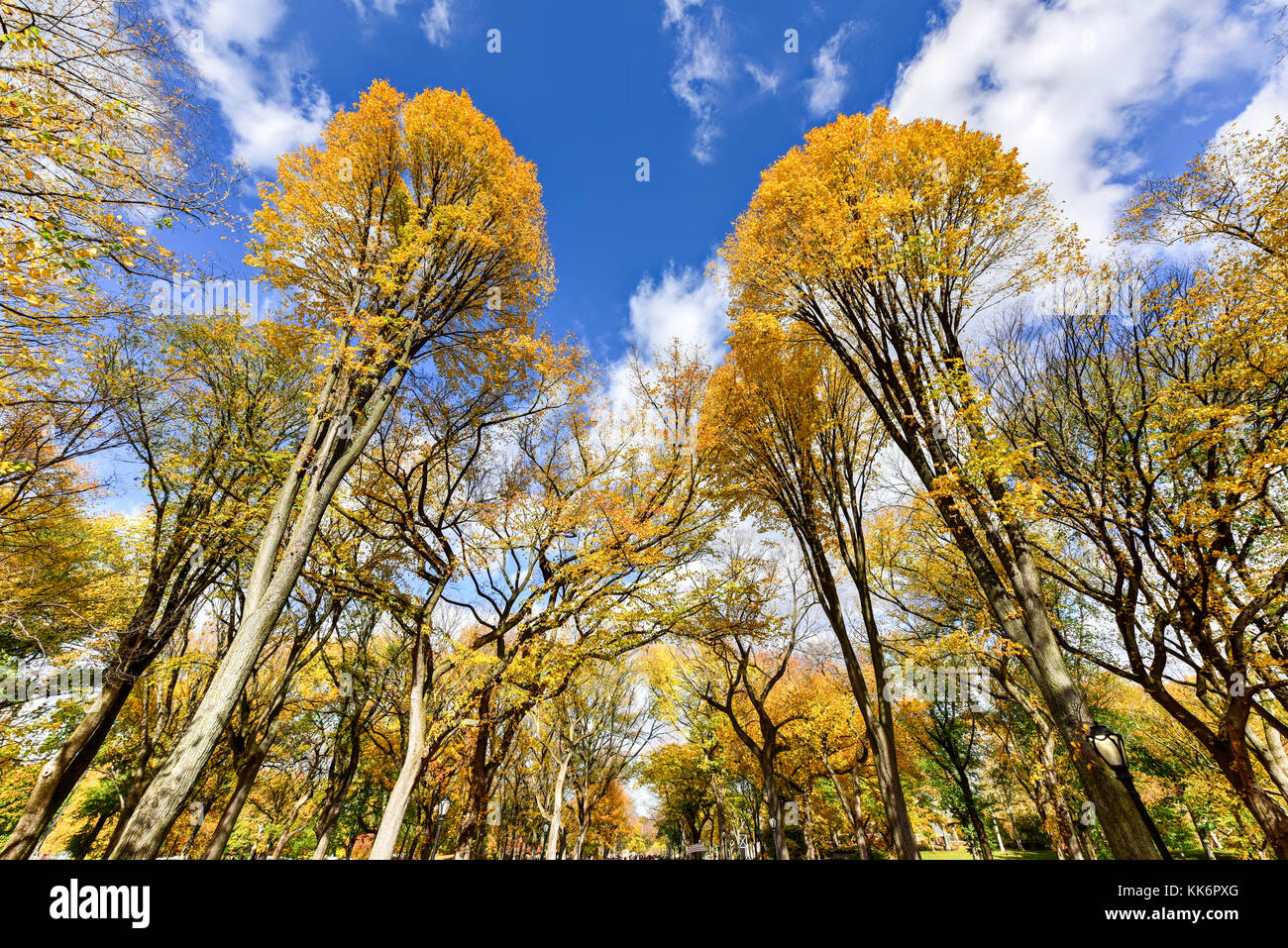 Tree canopies in Central Park in New York City in the Autumn Stock ...