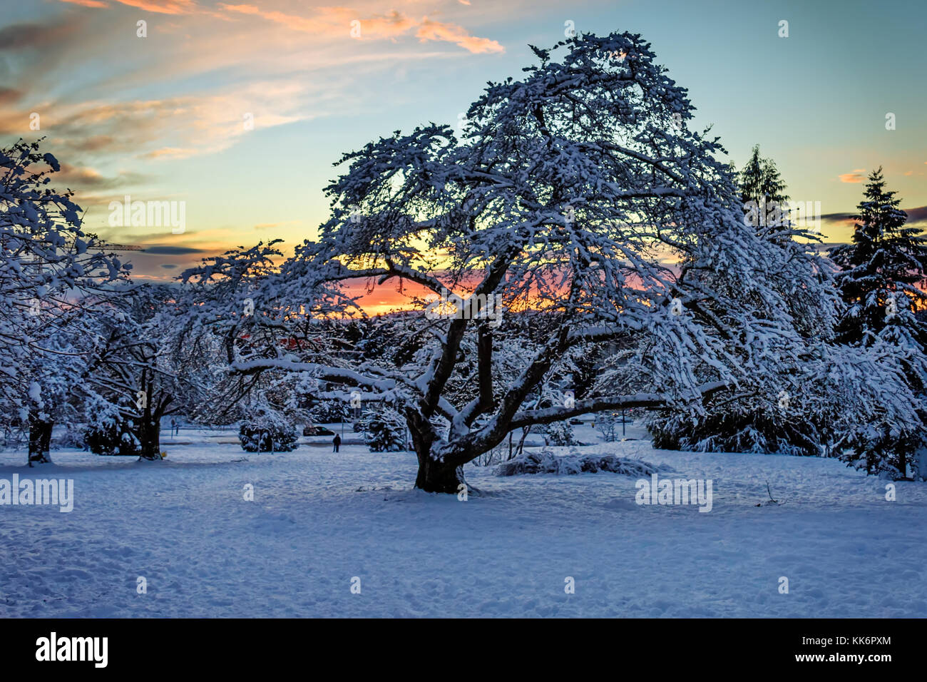 Snowy winter in a beautiful forest, branches of trees are covered with ...
