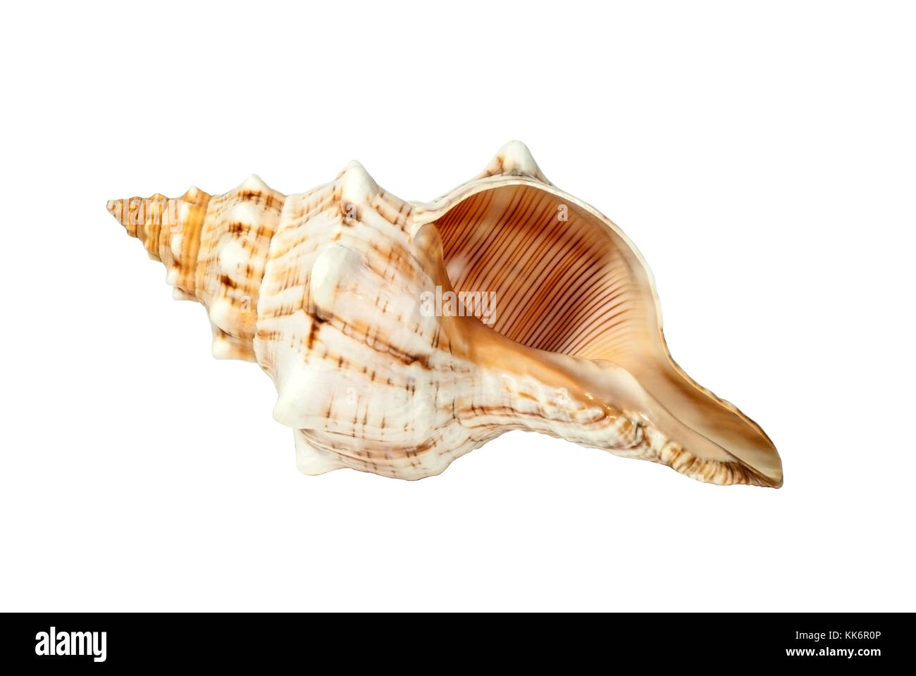 shell of a sea mollusk with picturesque bumps, pattern, stripes and ...