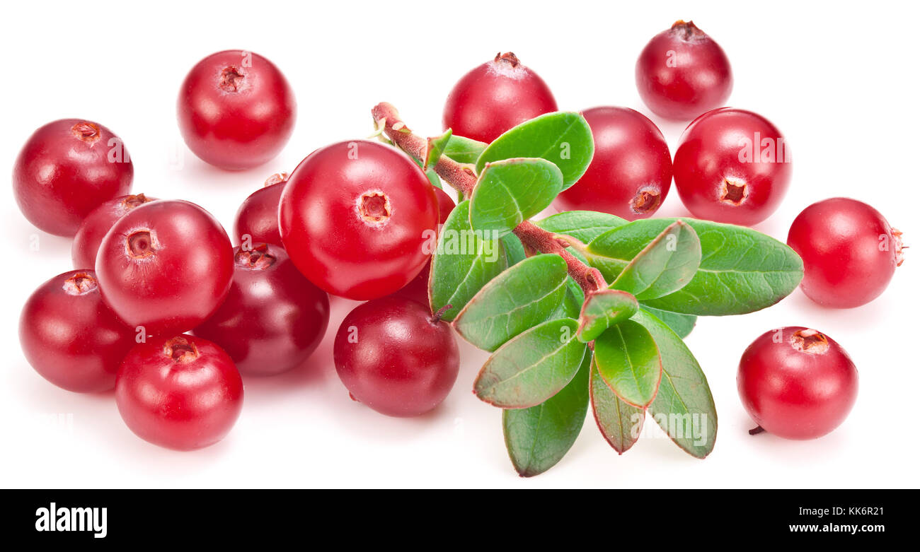 Ripe cranberries and green branch on the white background Stock Photo ...
