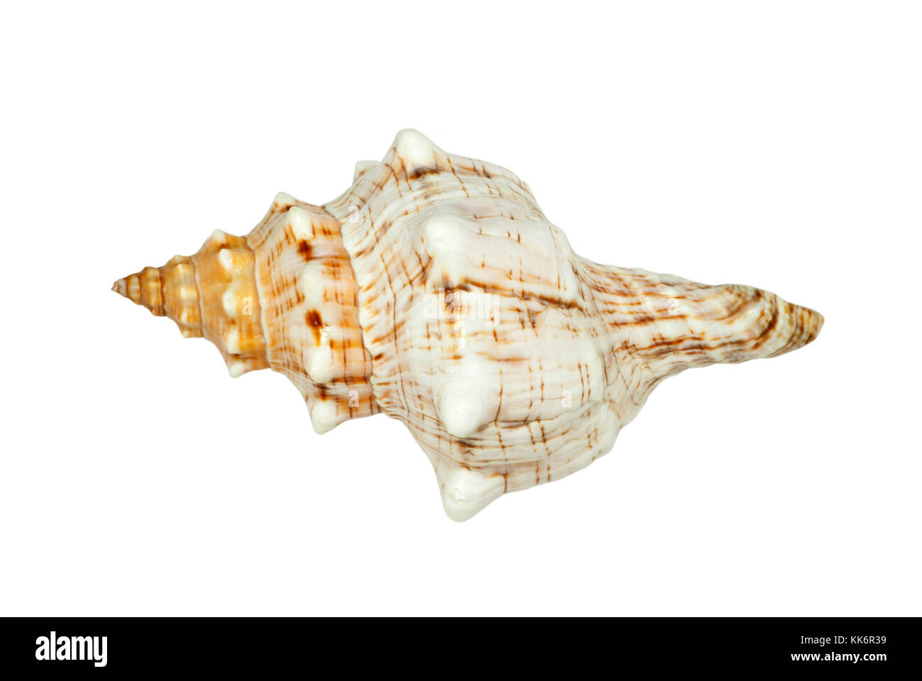 shell of a sea mollusk with picturesque bumps, pattern, stripes and ...