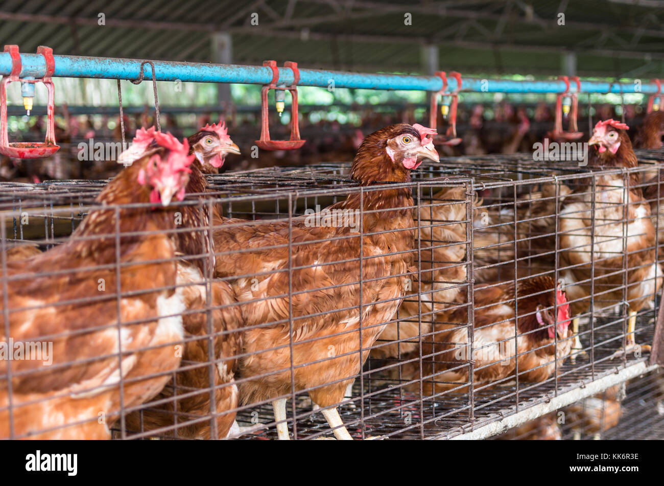 egg chicken farm Stock Photo - Alamy